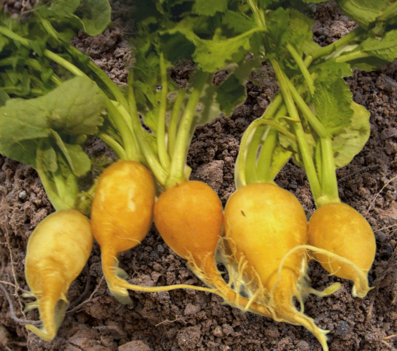 Heirloom Jantar Radish Seeds