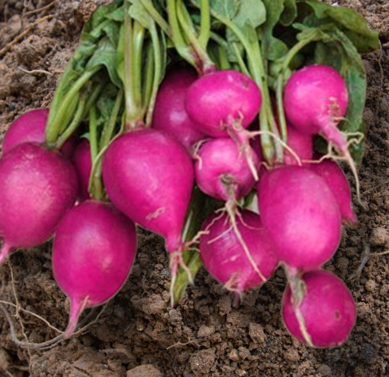 Heirloom Pink Dawn Radish Seeds