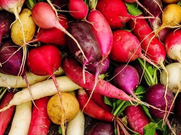 Heirloom Rainbow Mix Radish Seeds