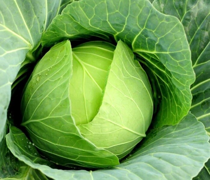 Heirloom Golden Acre Cabbage Seeds