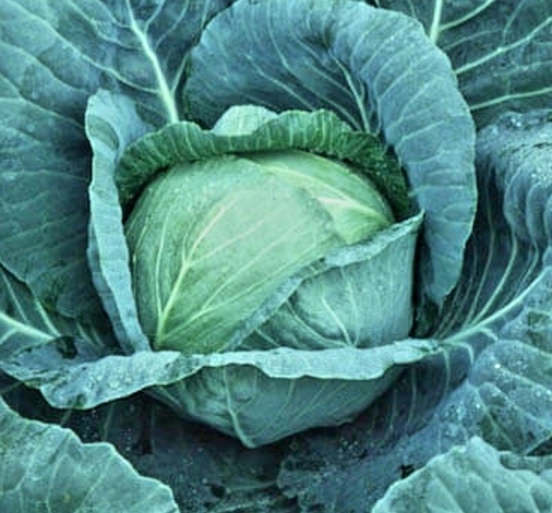 Blue Lagoon Cabbage Seeds