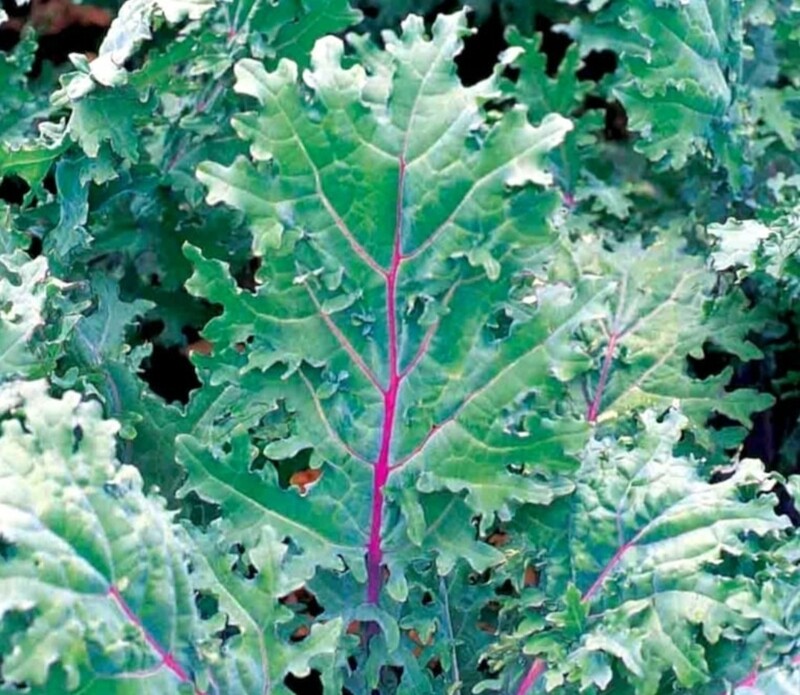 Kale