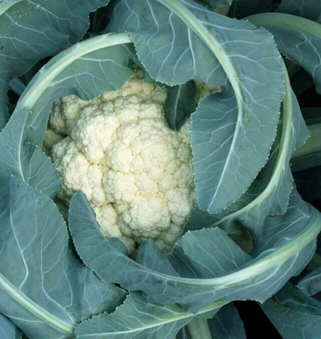 Cauliflower