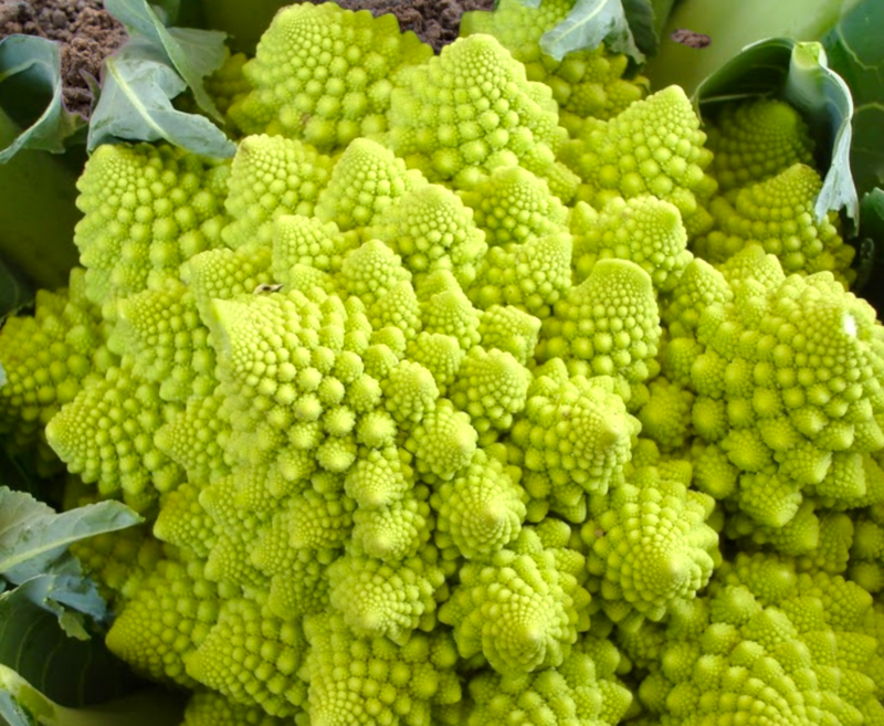 Heirloom Romanesco Italia Cauliflower Seeds