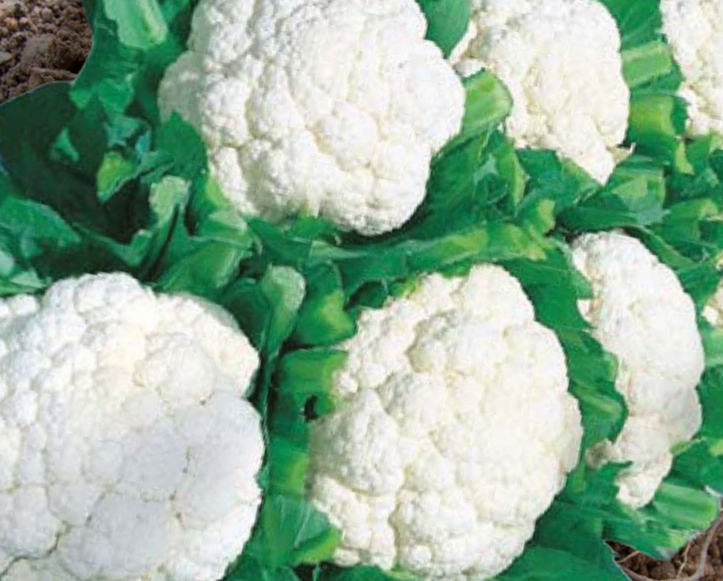 Snow Crown Hybrid Cauliflower Seeds