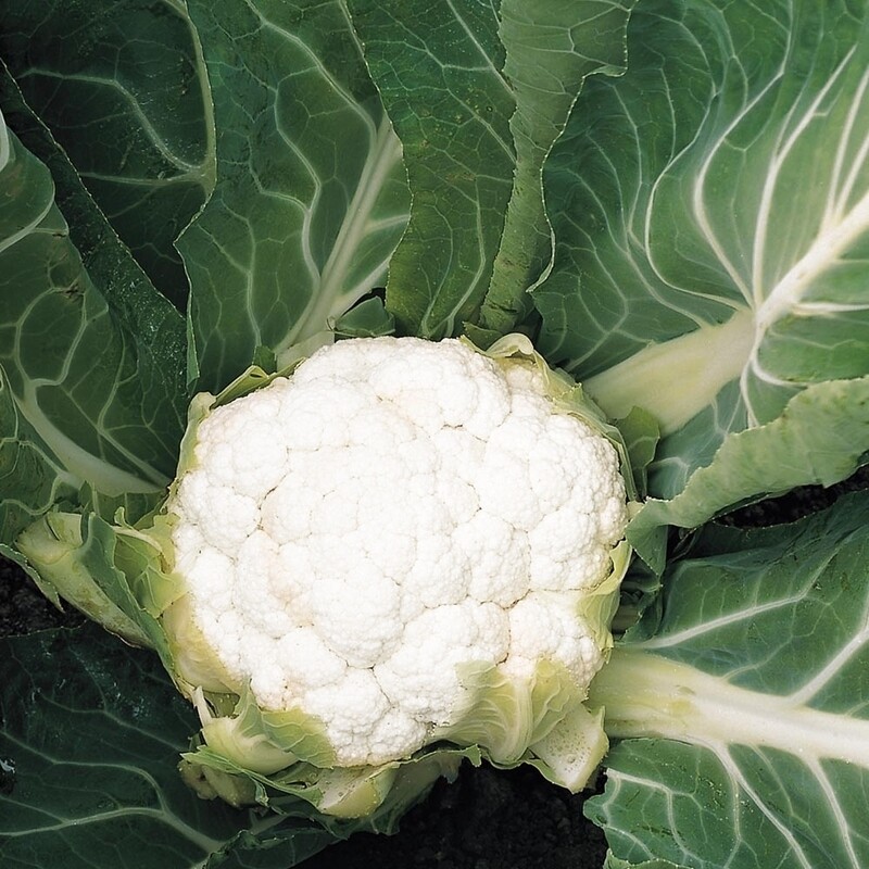 Skywalker Organic Cauliflower Seeds