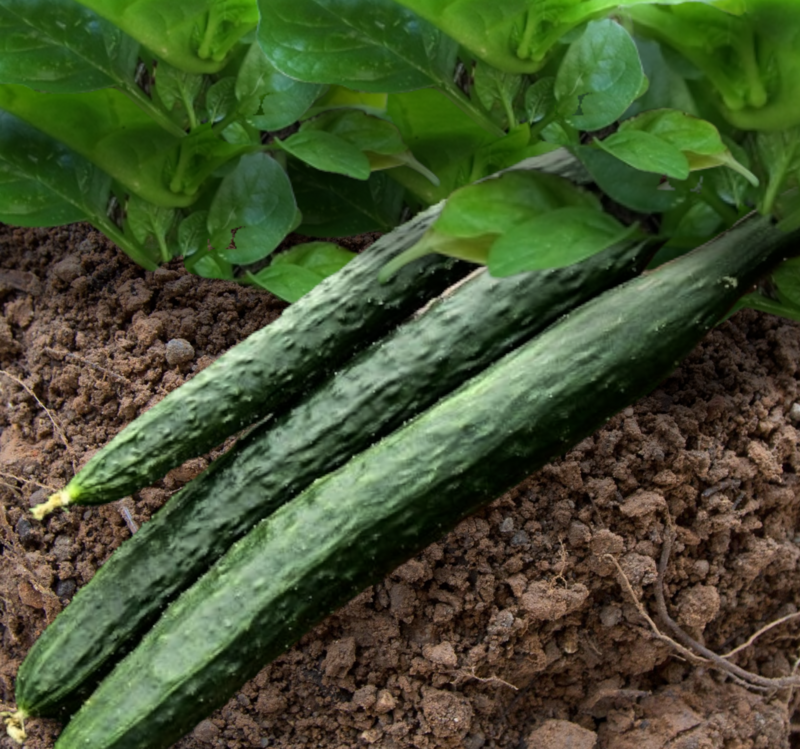 Heirloom Jade Cucumber Seeds