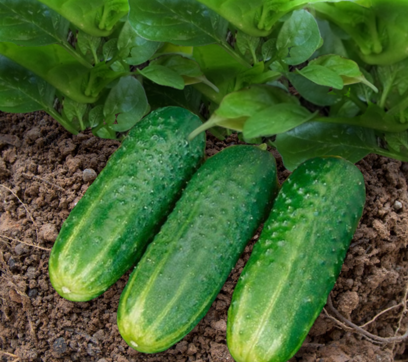 Heirloom Parisian Pickling Cucumber Seeds
