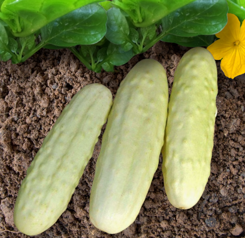 Silver Slicer Cucumber Seeds