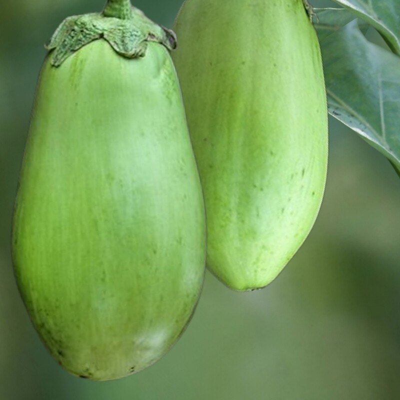 Heirloom Shiromaru Eggplant Seeds