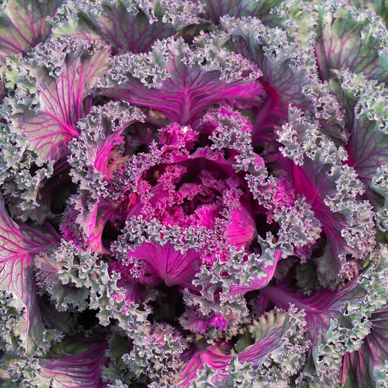 Rainbow Candy Crush Hybrid Kale Seeds