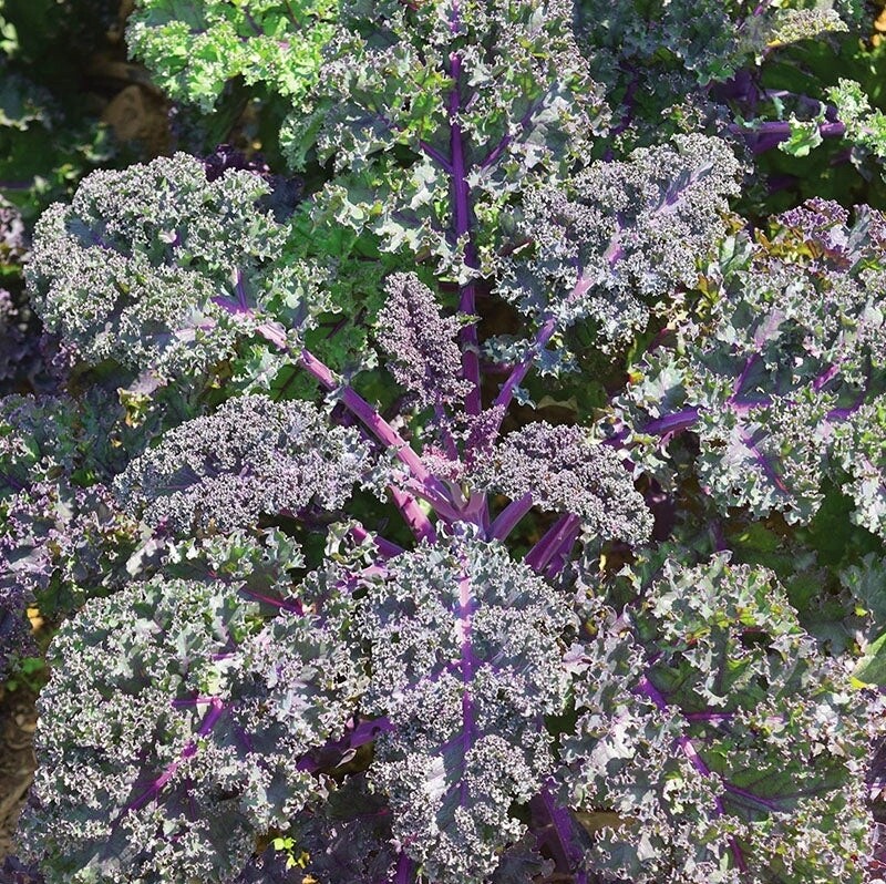 Redbor Hybrid Kale Seeds