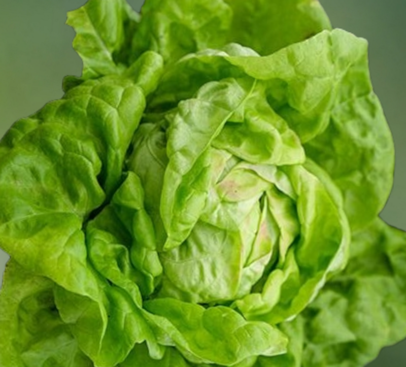 Heirloom May Queen Lettuce Seeds