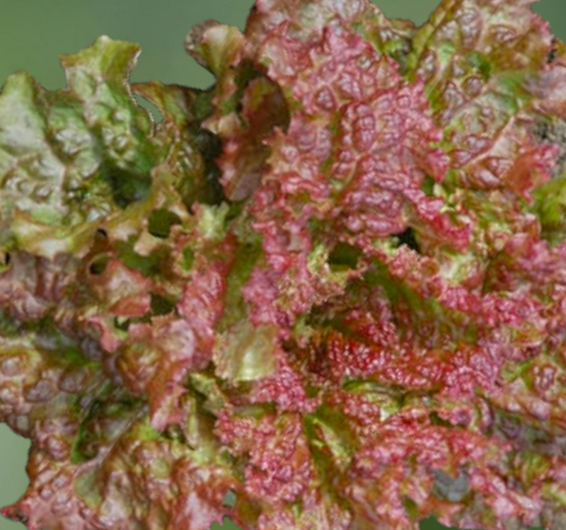New Red Fire Hybrid MT0 Lettuce Seeds