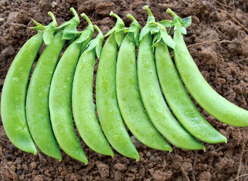 Heirloom Tall Telephone Pea Seeds