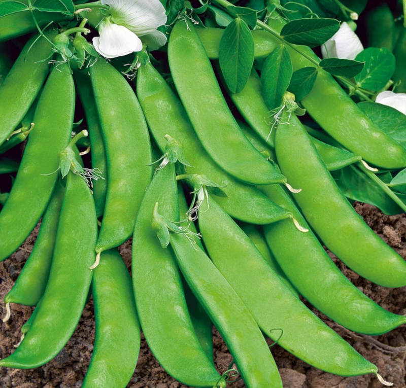 Sugar Sprint Hybrid Pea Seeds