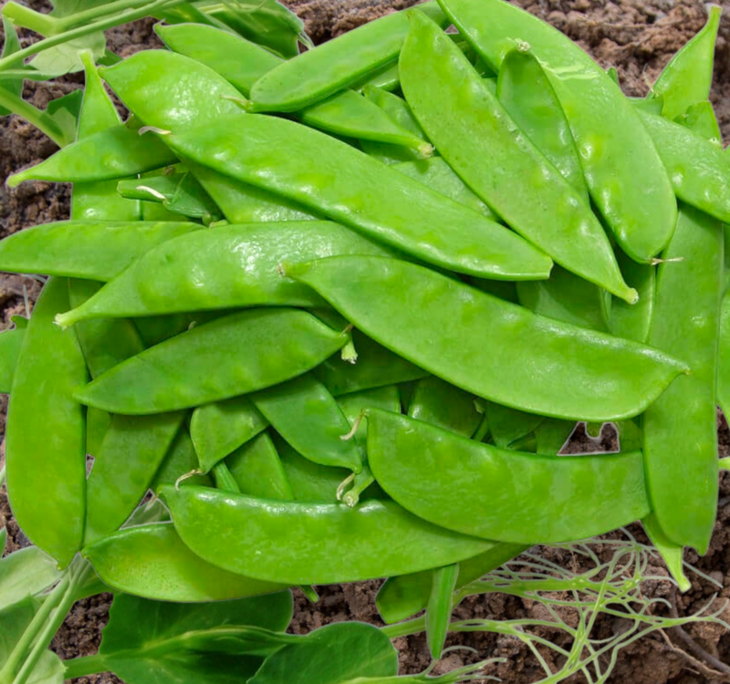 Oregon Sugar Pod Hybrid Pea Seeds