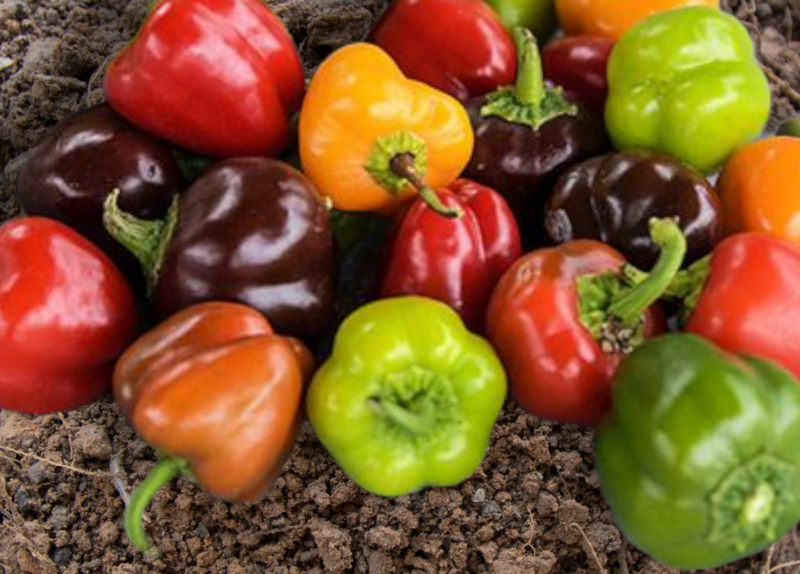 Heirloom Mini Bell Pepper Seeds