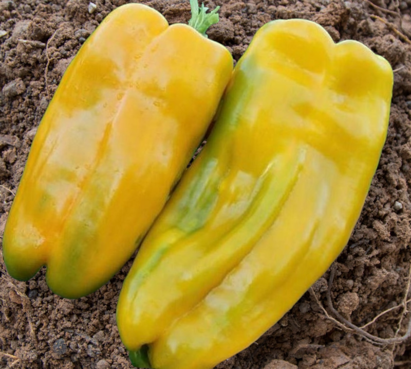 Heirloom Yellow Monster Pepper Seeds