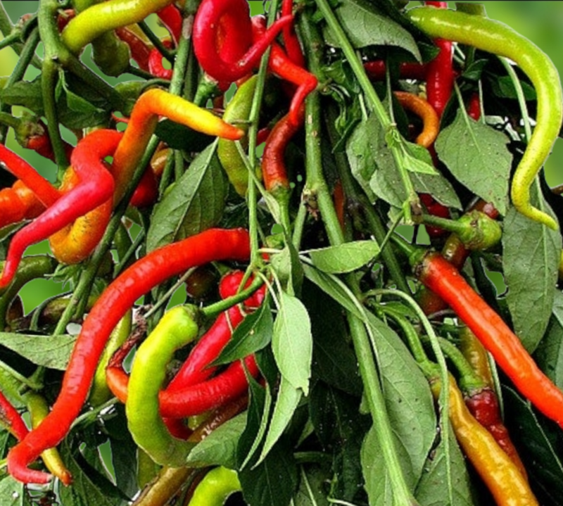 Heirloom Corbaci Pepper Seeds