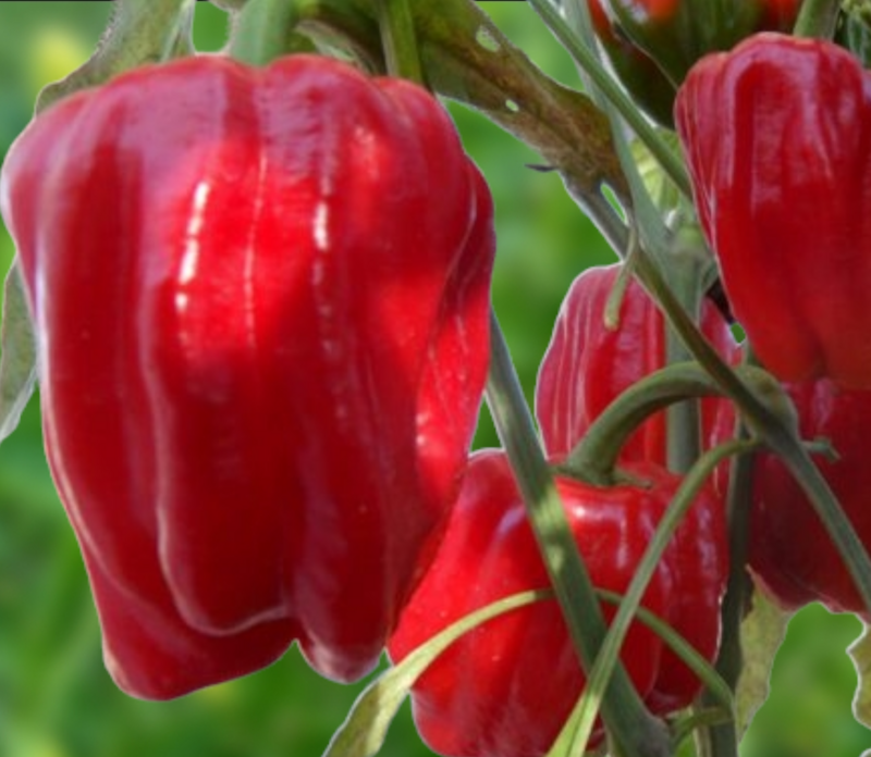 Heirloom Criolla De Cocina Pepper Seeds