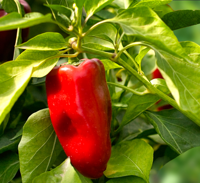 Heirloom Lipstick Pepper Seeds