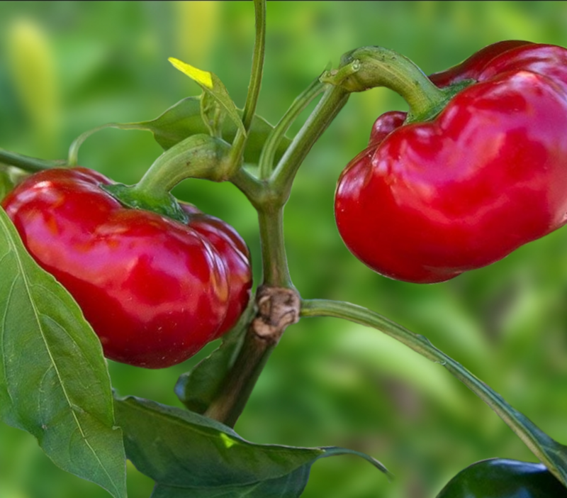 Right on Red Pepper Seeds