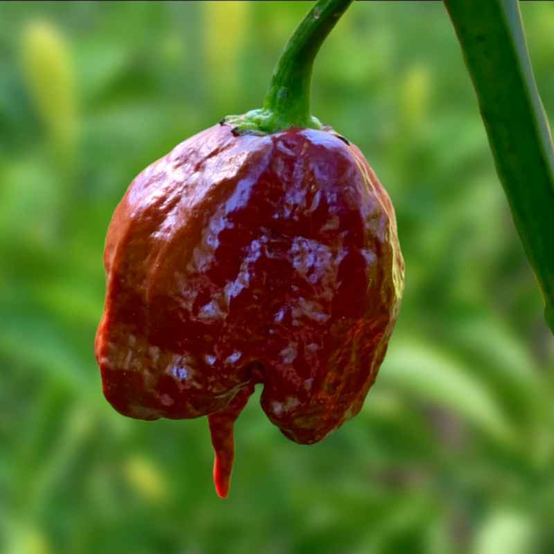 Chocolate Seven Pot Hot Pepper Seeds
