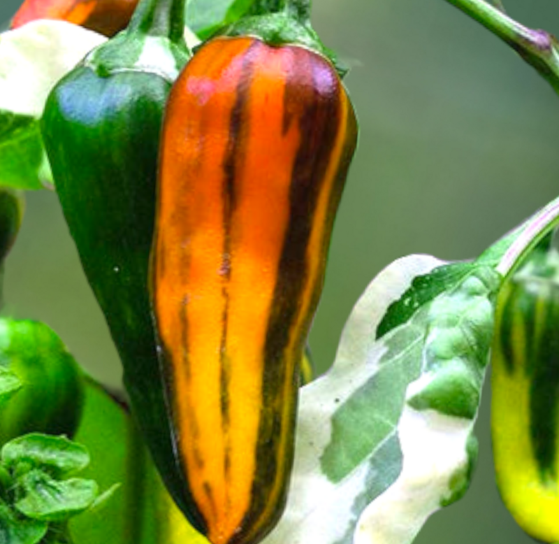 Heirloom Fish Hot Pepper Seeds