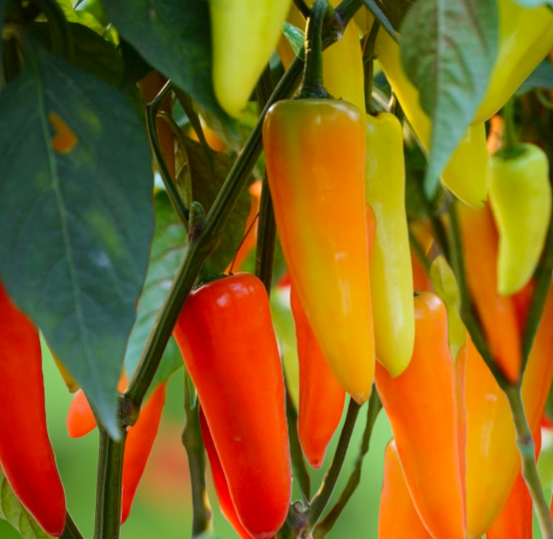 Heirloom Hungarian Hot Wax Pepper Seeds