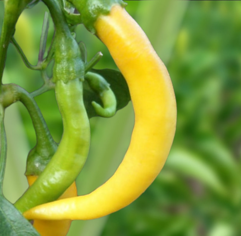 Golden Cayenne Hot Pepper Seeds