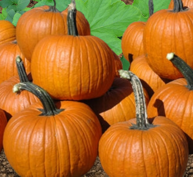 Zeus Hybrid Pumpkin Seeds