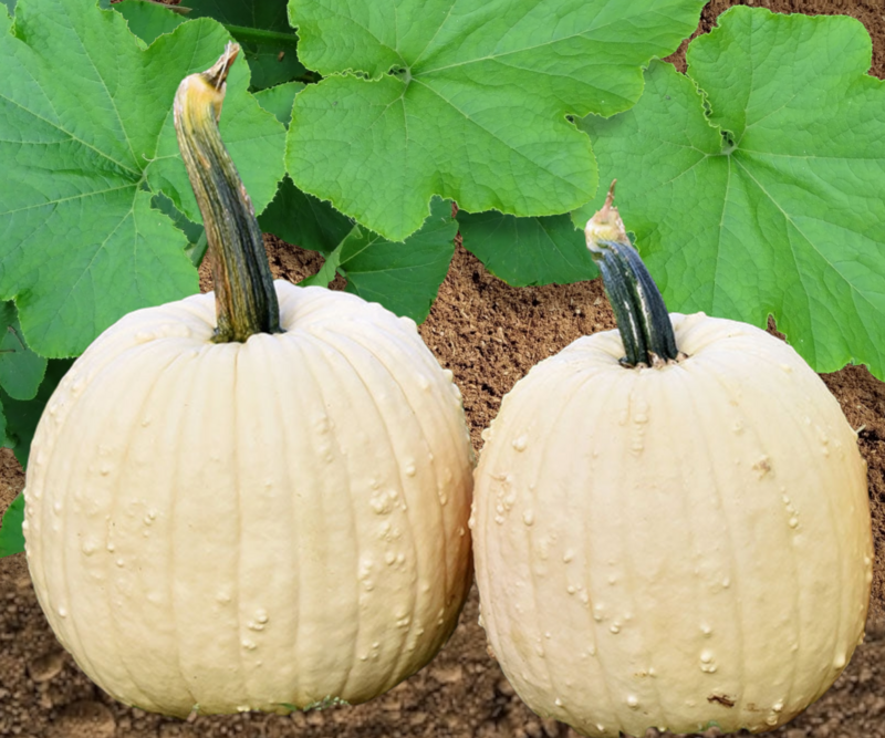 Specter Hybrid Pumpkin Seeds