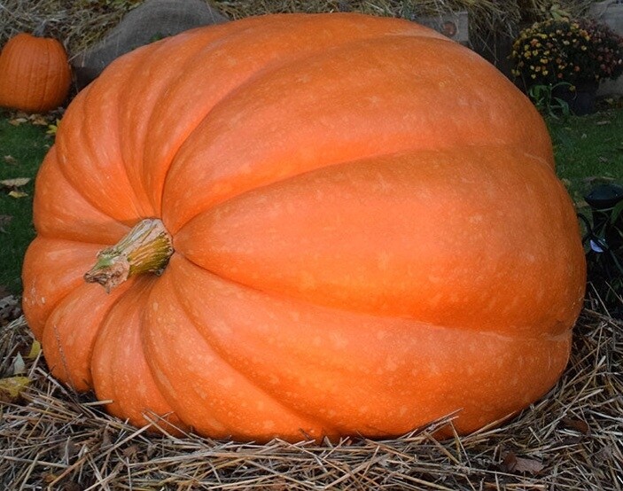 Dill's Atlantic Giant Pumpkin Seeds