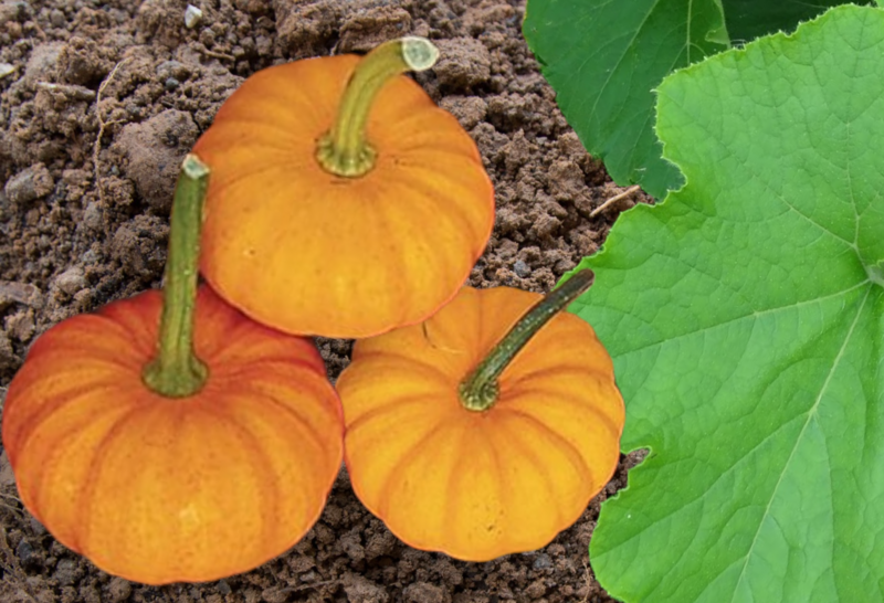 Pixie Hybrid Mini Pumpkin Seeds