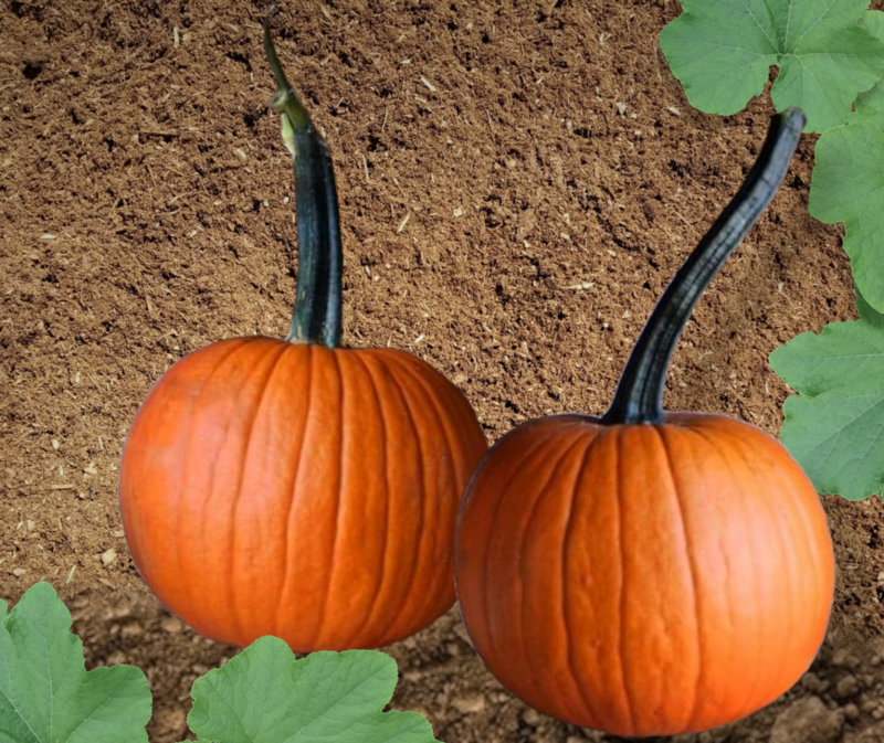 Field Trip Hybrid Pumpkin Seeds