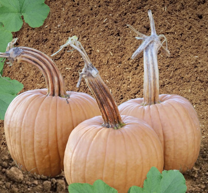 Hot Chocolate Hybrid Pumpkin Seeds