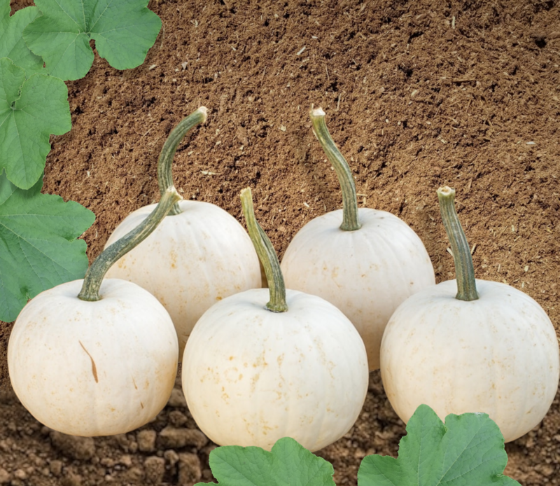 Snowball Hybrid Pumpkin Seeds