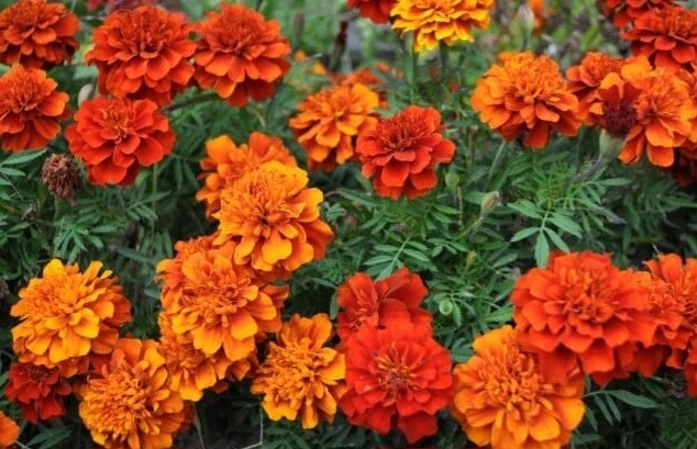 French Fireball Marigold Seeds