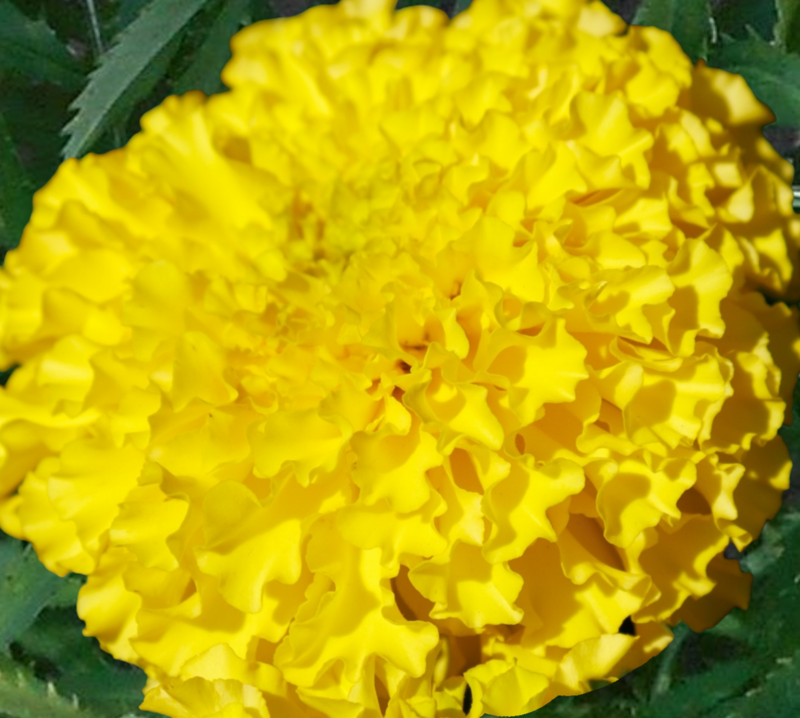 Coco Deep Yellow Marigold Seeds