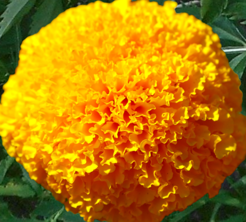 Coco Deep Gold Marigold Seeds