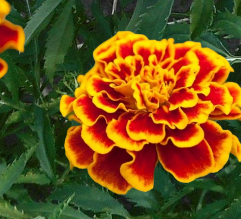 Marigolds