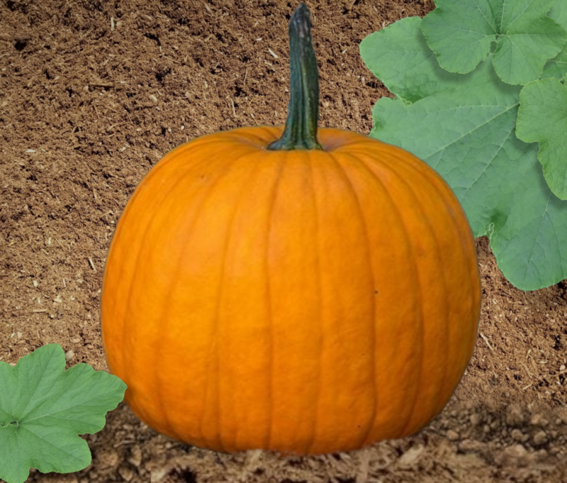 Heirloom Connecticut Field Pumpkin Seeds 6lb