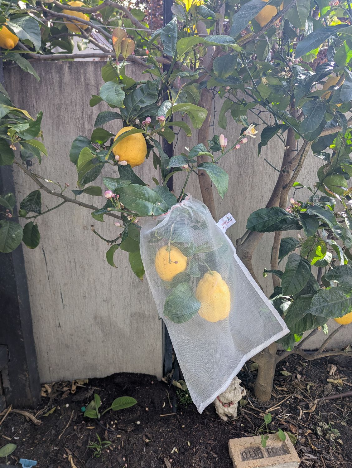 The Fruit Tree Folk | Shop | Insect protection bags - Medium - 10 pack