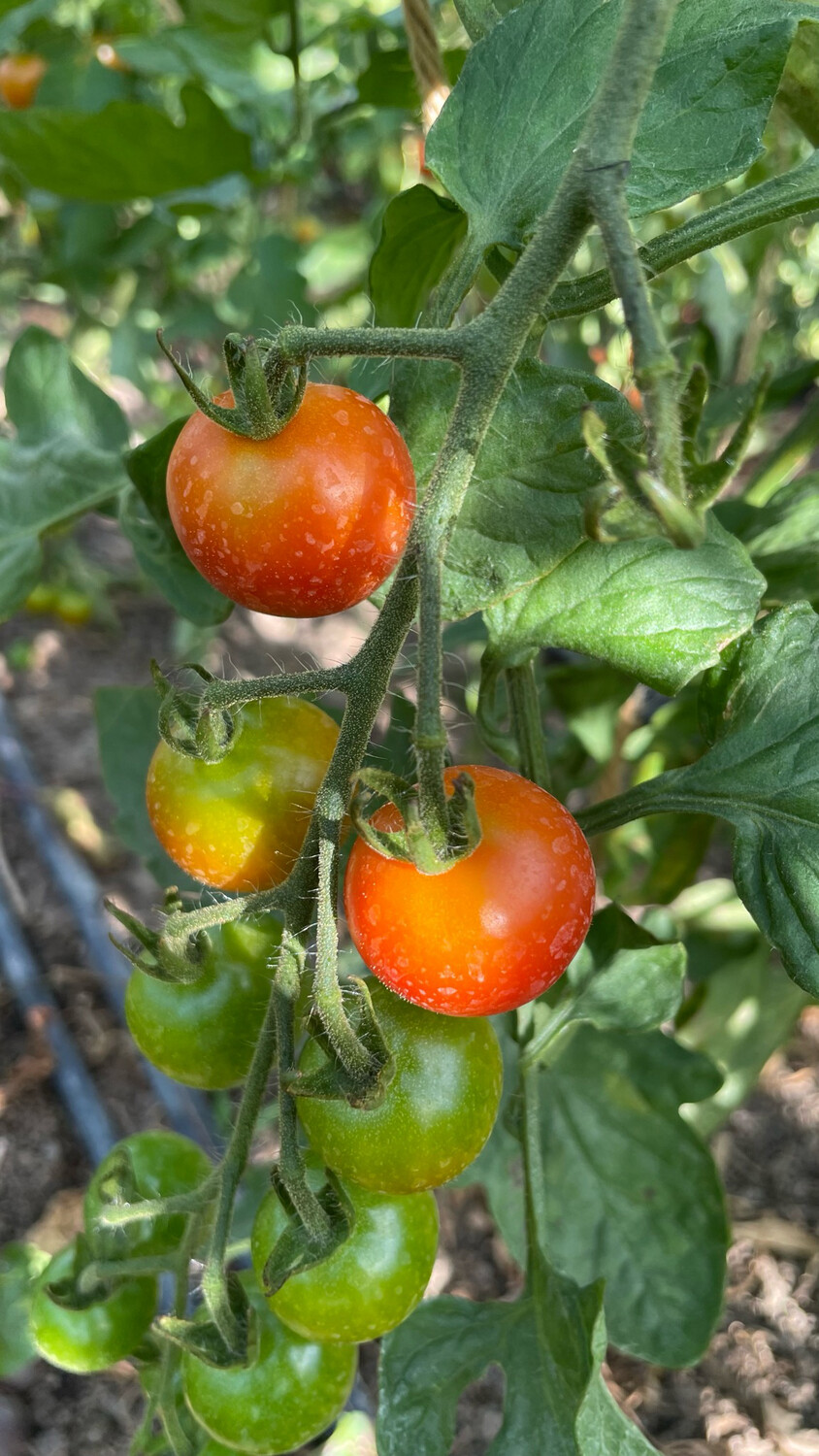 Cherrytomaten (250 g)