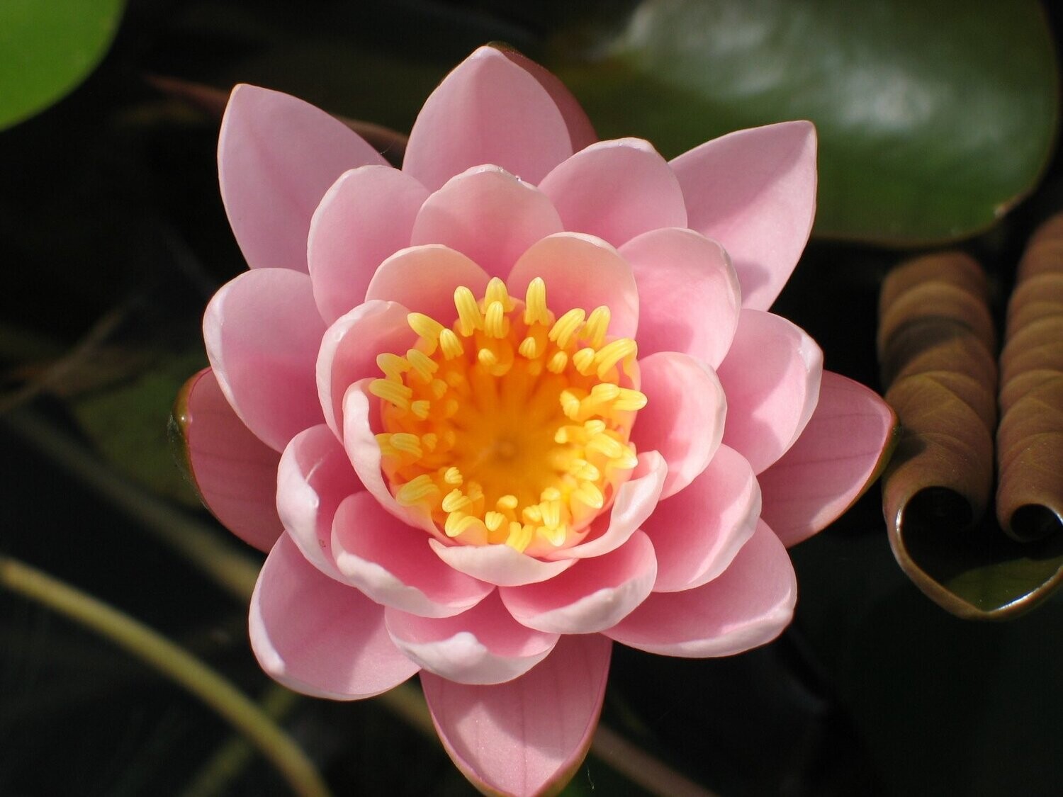 Rosa winterharte Seerosen - seerosenwelt-shop.de
