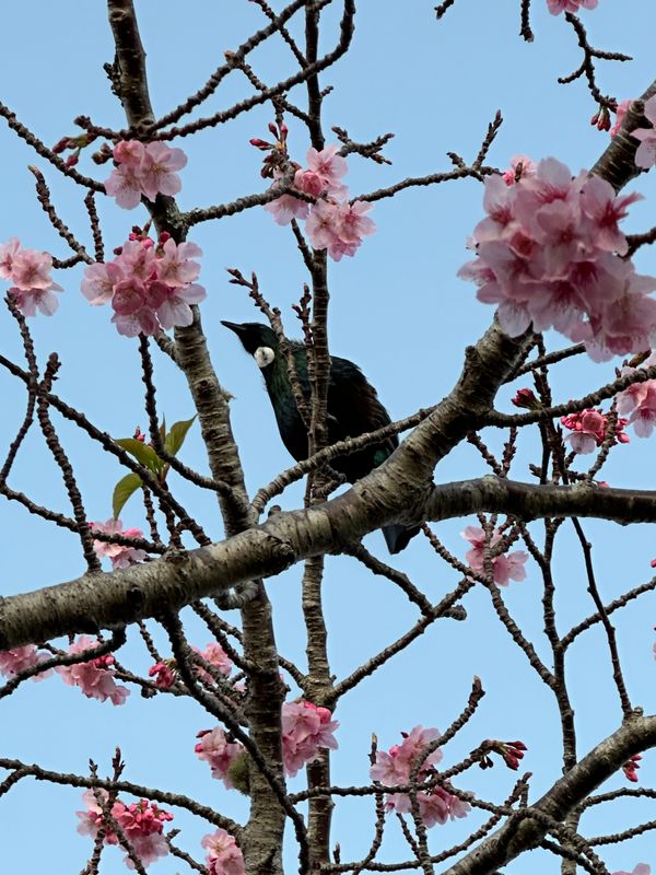 The Tui in the Cherry Blossom Tree