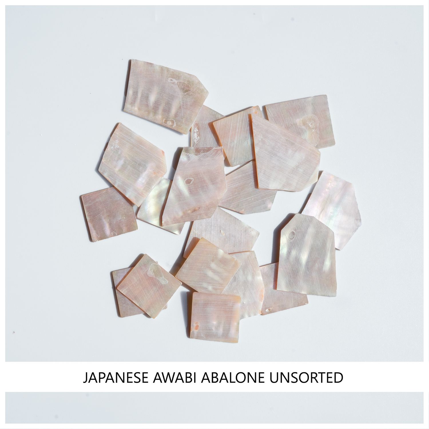 Traditional Solid Blanks - Blanks: Japanese Awabi Abalone Unsorted ...
