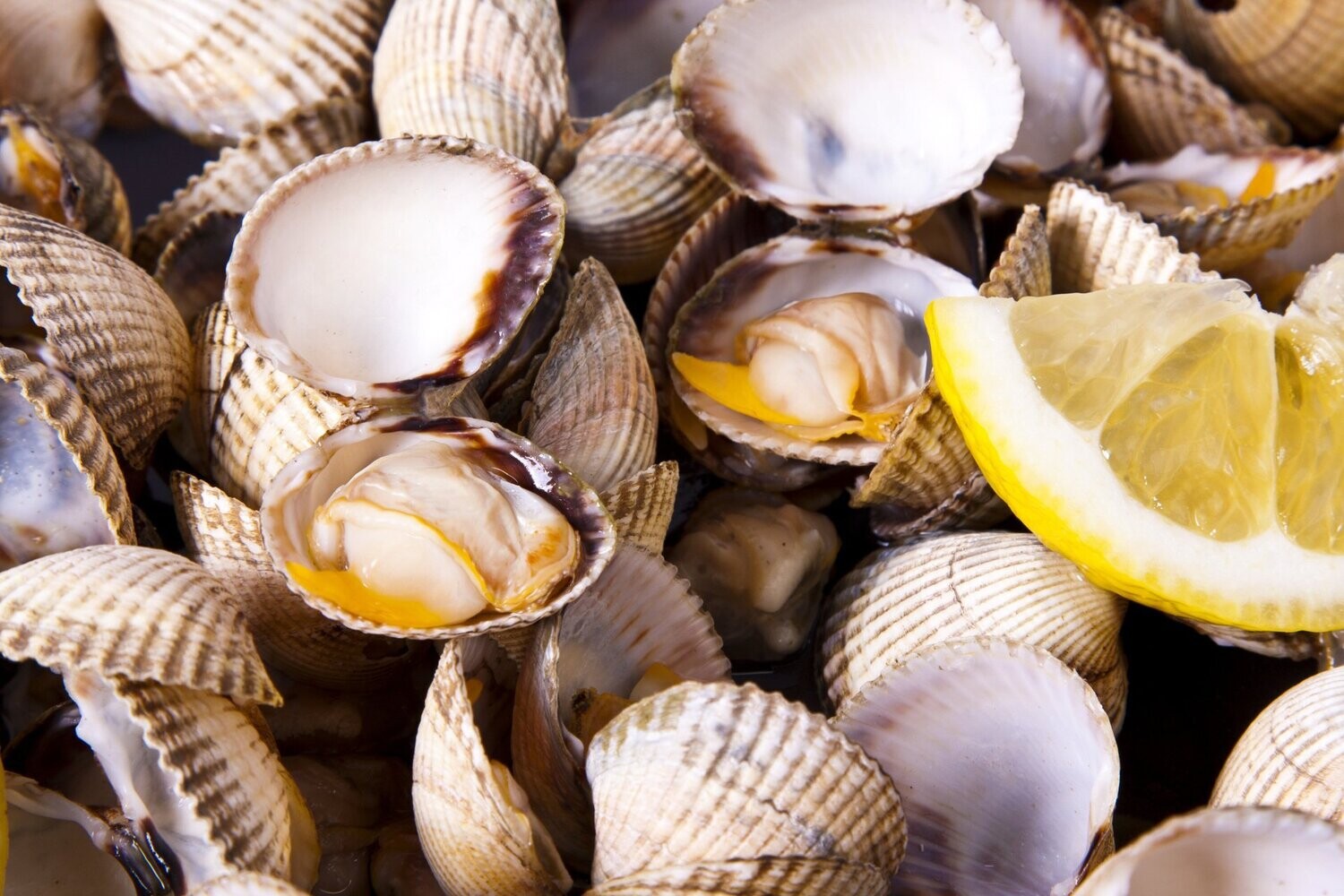 SHELLFISH