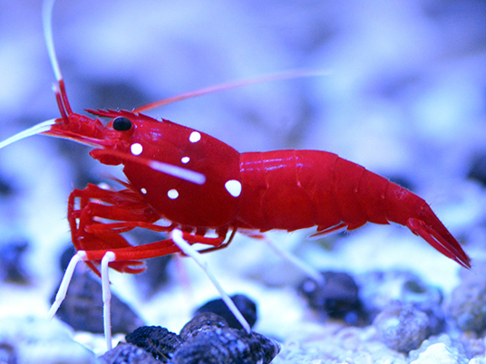Blood Red Fire Shrimp